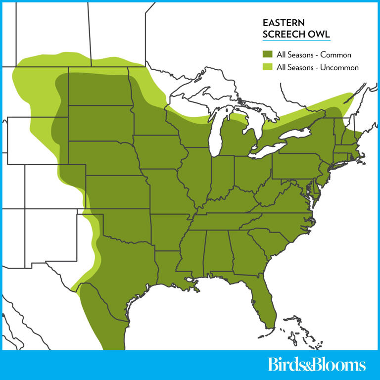 Screech-owl facts: Everything you should know