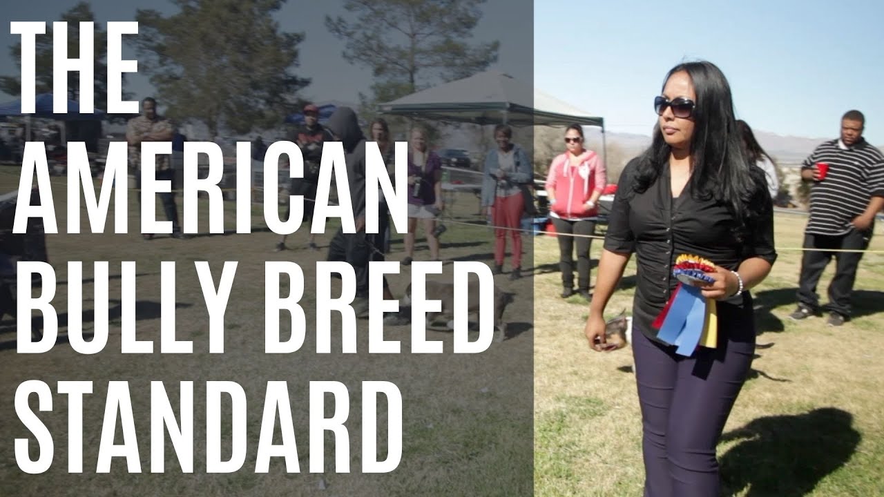 The American Bully standard (updated)
