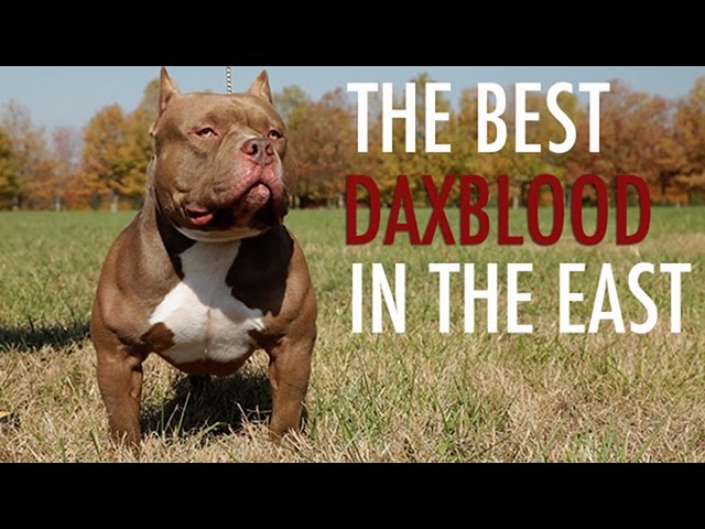 American Bully - Hyperion