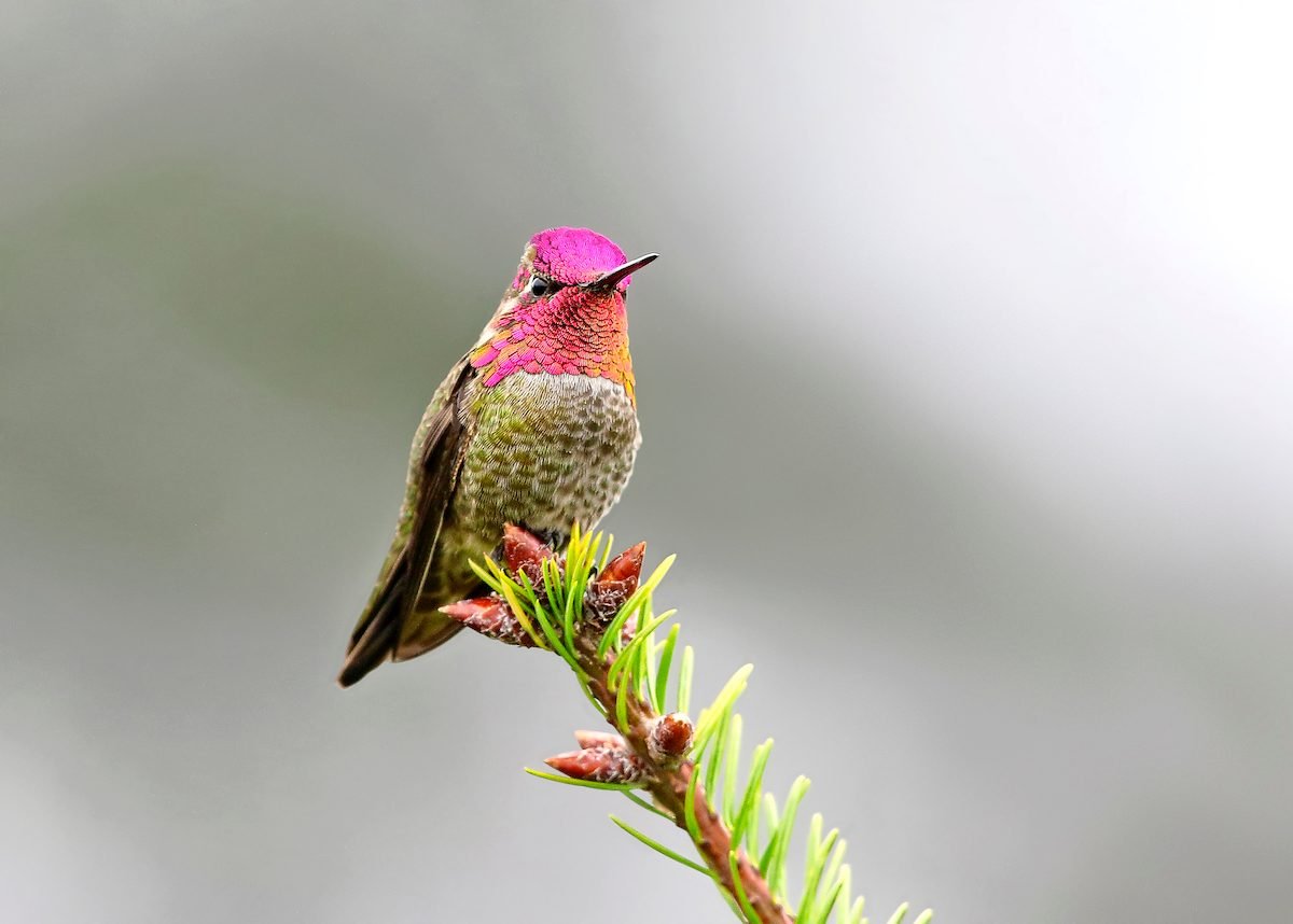 Identify and attract an Anna’s hummingbird