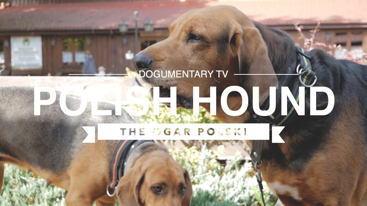 Polish hound the Ogar Polski