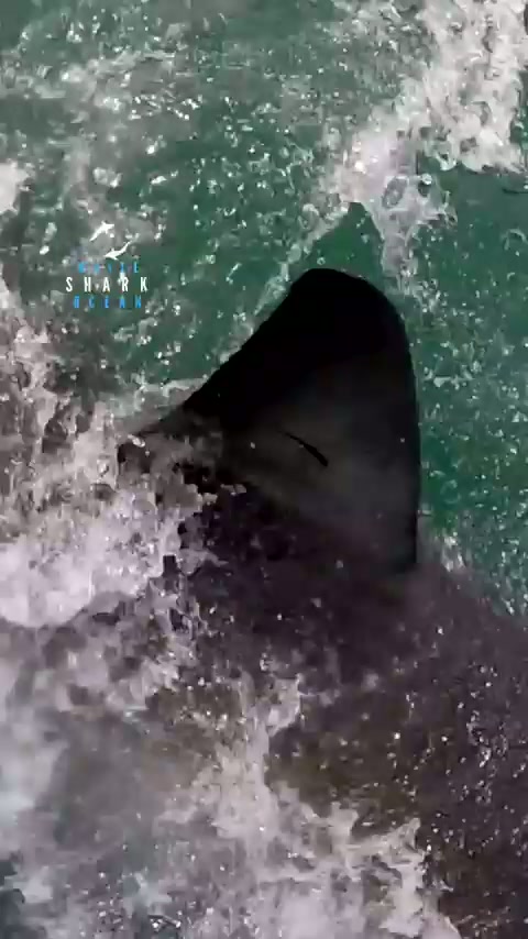 Big Great White Shark Appears From Under The Surface