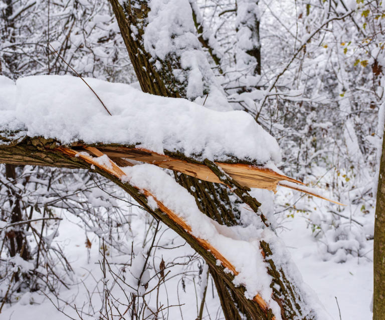 Exploding trees have hit the headlines, but should you be concerned ...