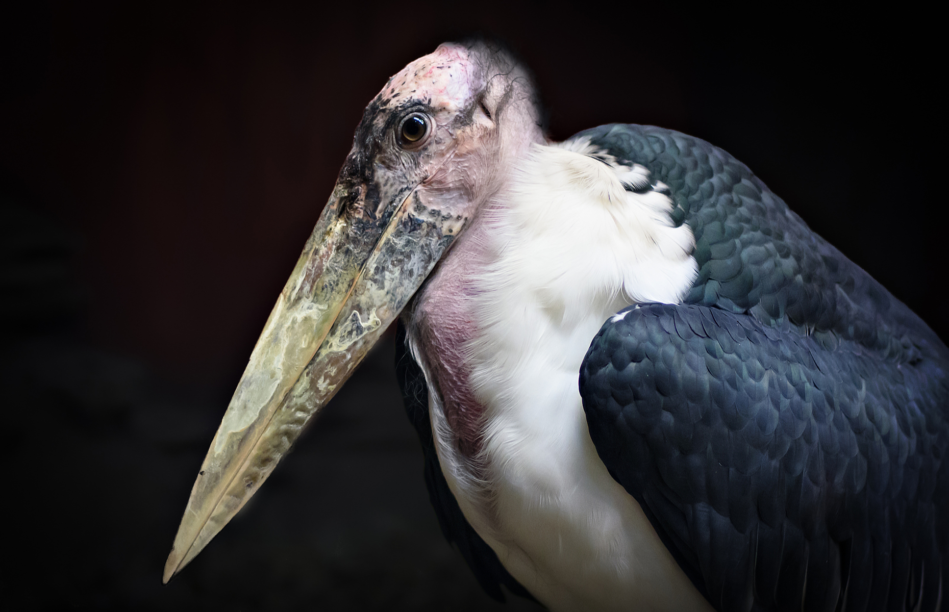 The most terrifying birds in the world