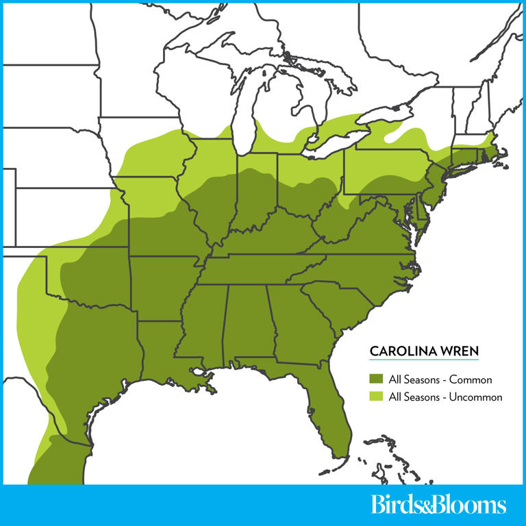 Identify and attract a Carolina wren