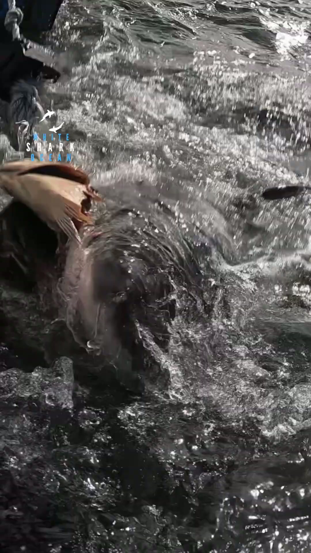 Big Great White Emerges Out Of The Water