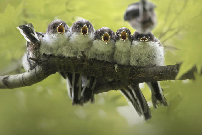The 30 winning pictures of the 2019 Nature Photographer of the Year