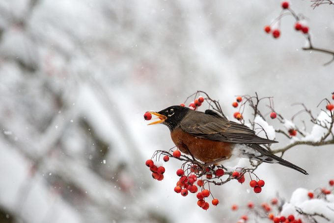 All about the American robin