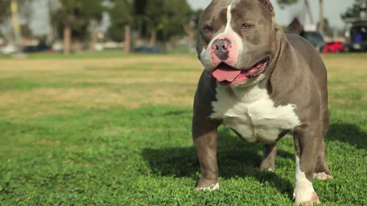 AMERICAN BULLY - BROCK LESSNER