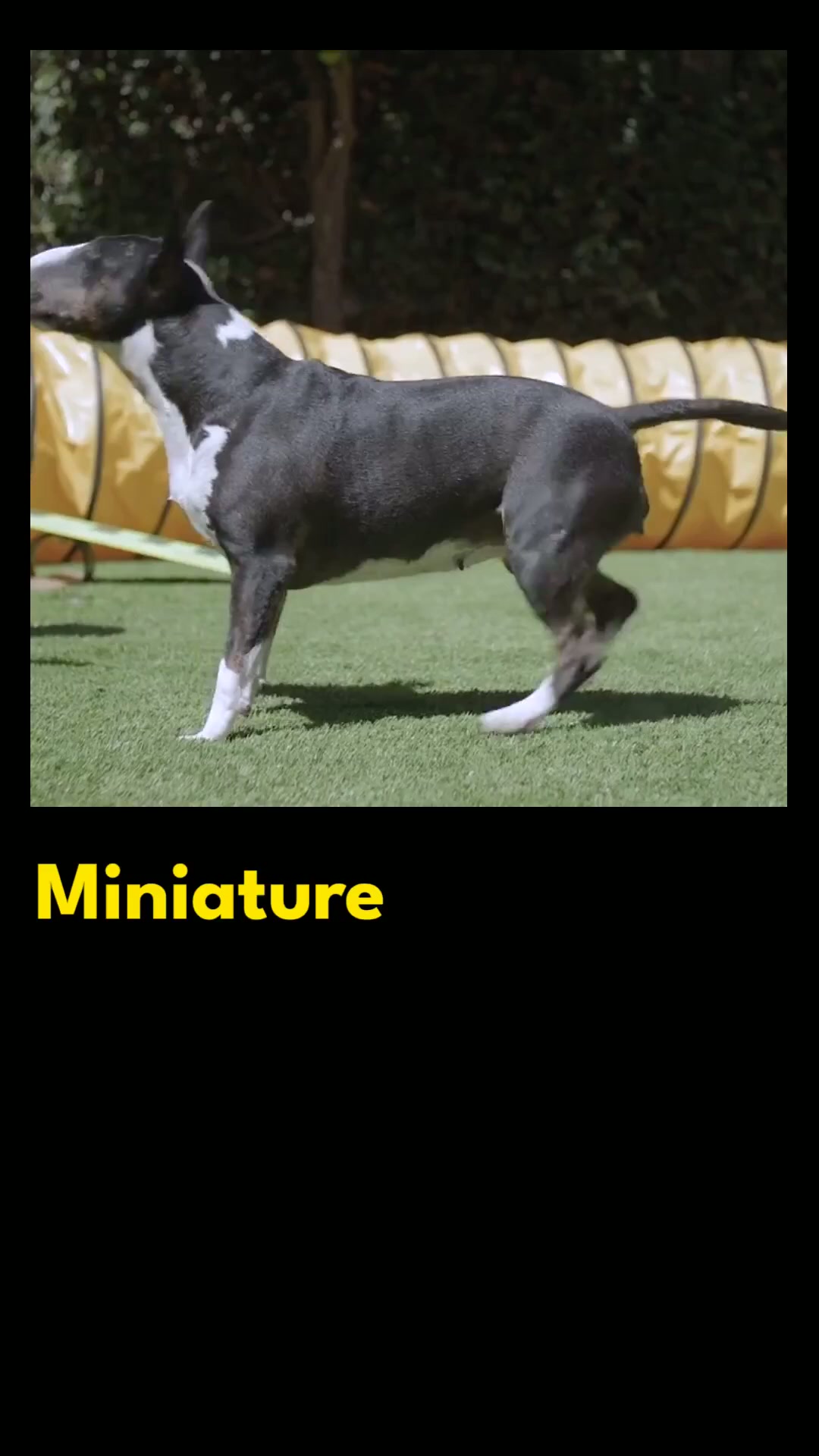 Miniature bull terriers