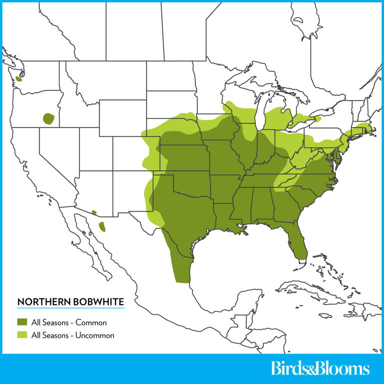 How to identify a northern bobwhite