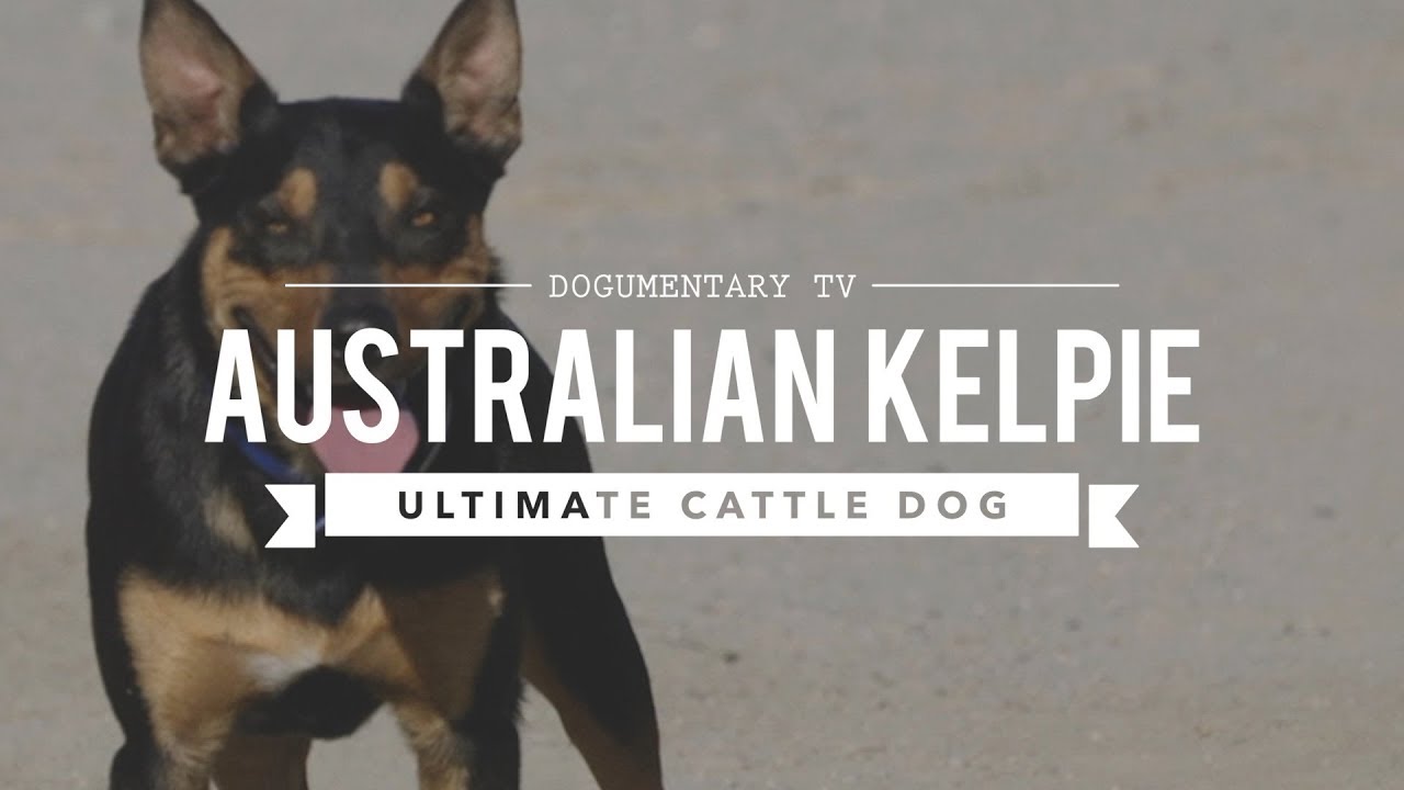 All about working Australian Kelpies