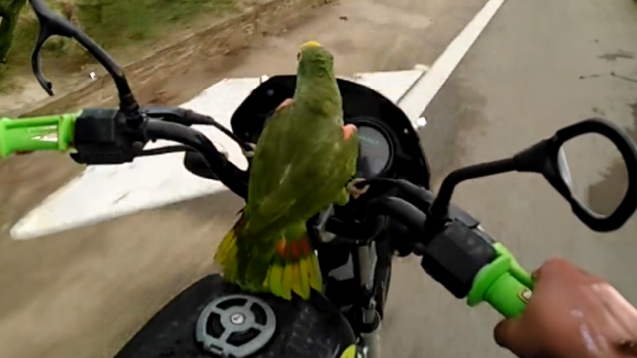 Parrot enjoys motorcycle ride