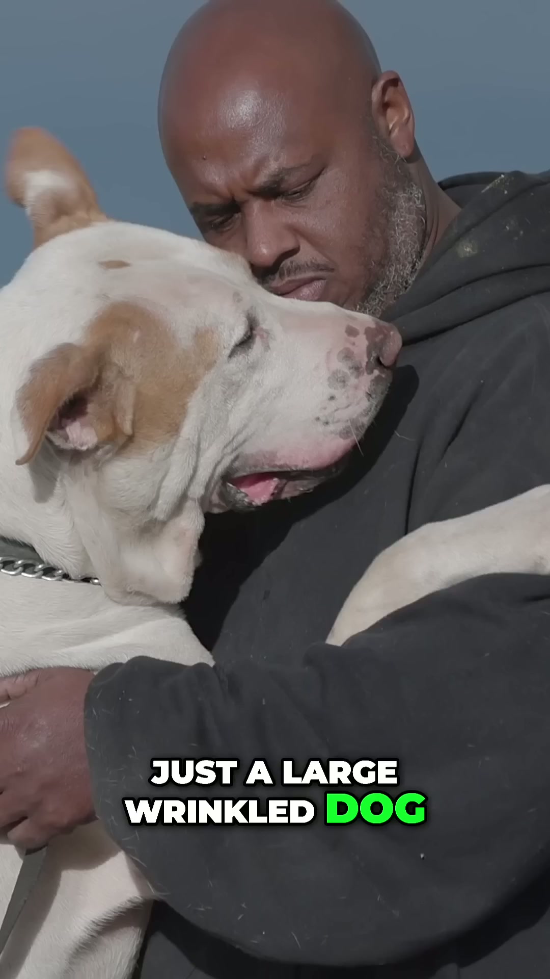 What's the real difference between Bully Kutta and other breeds?