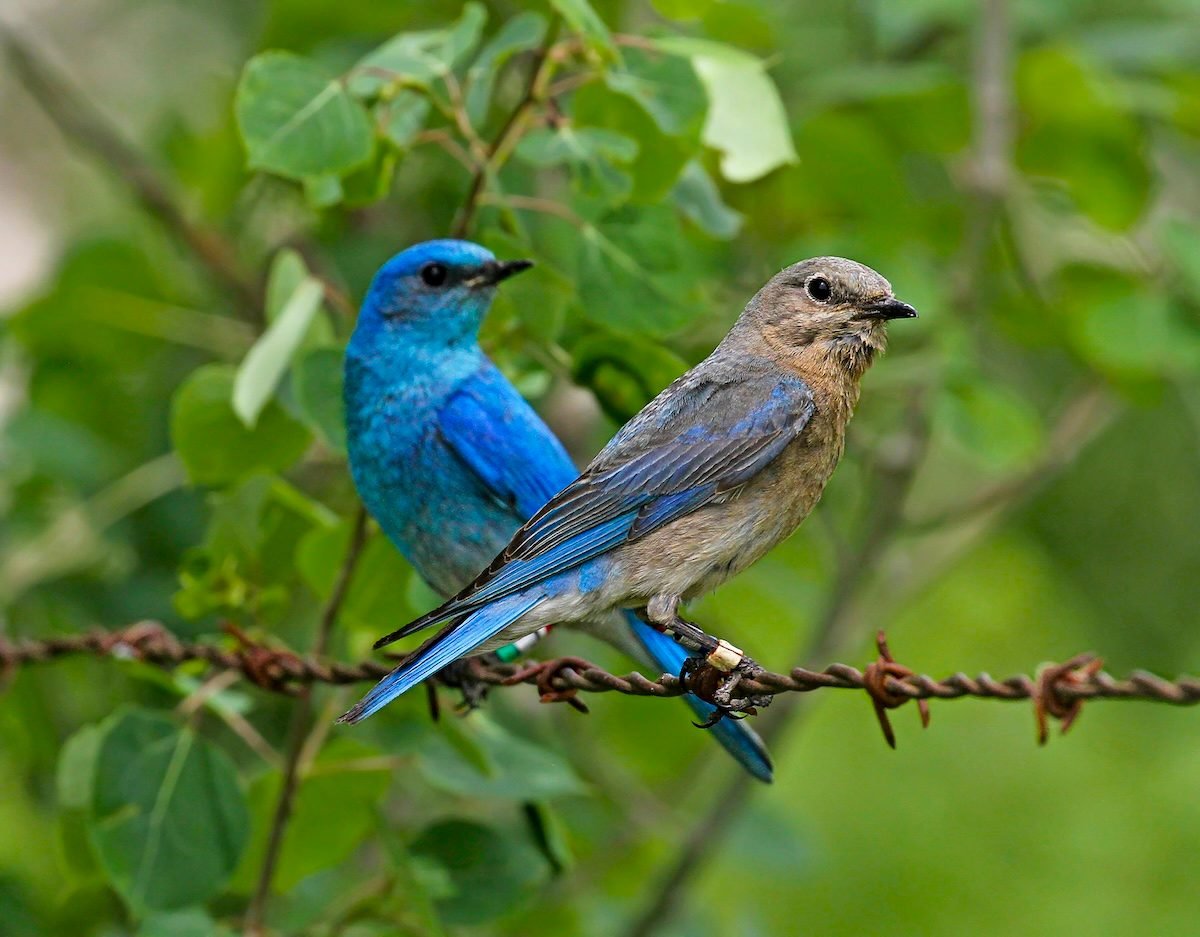 How to identify a mountain bluebird