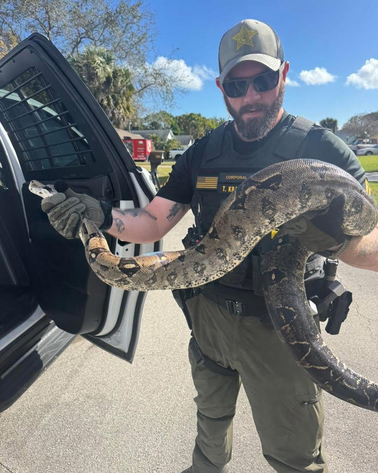 Massive snake snared by deputy in Florida resident's yard