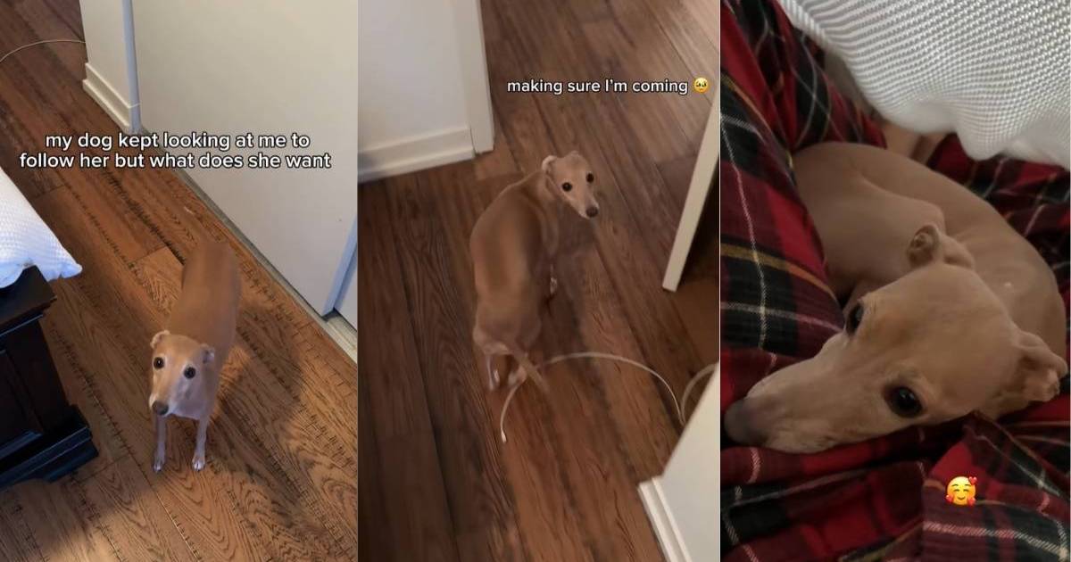 Video: Dog leads owner back to the couch for a surprising reason