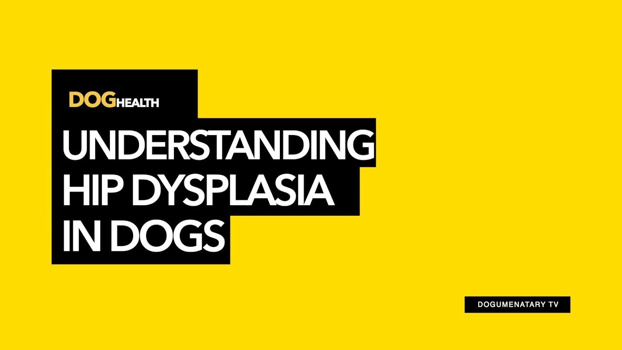 Understanding hip dysplasia in dogs