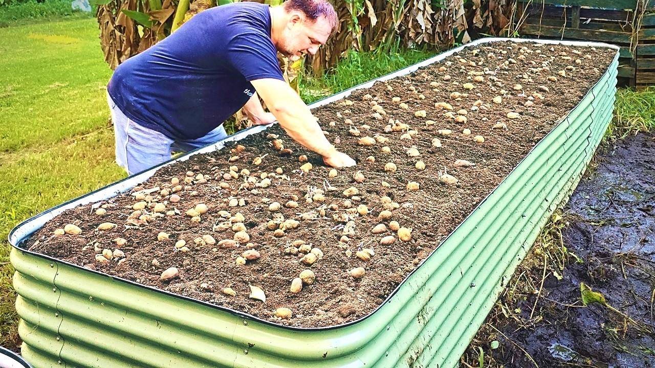 This time I buried the potatoes instead of surface laying them