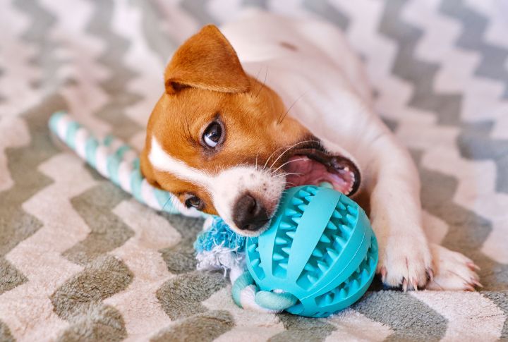 15 things to expect in your puppy's first year