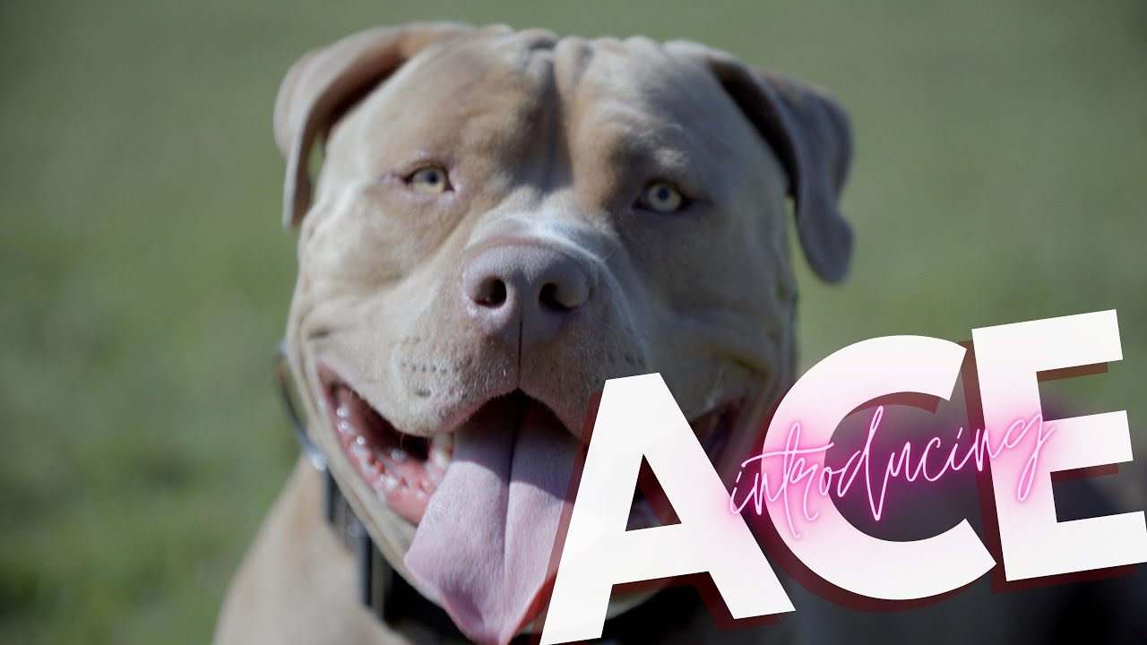 Introducing XL American Bully Ace
