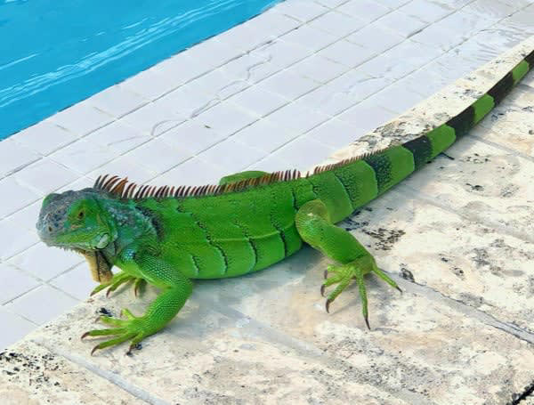 Freezing temps and falling iguanas: Florida wildlife warnings you need ...