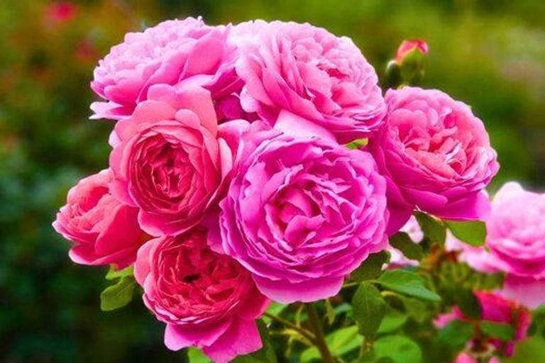 Roses will be flush with flowers in spring if you do a easy 5-minute ...