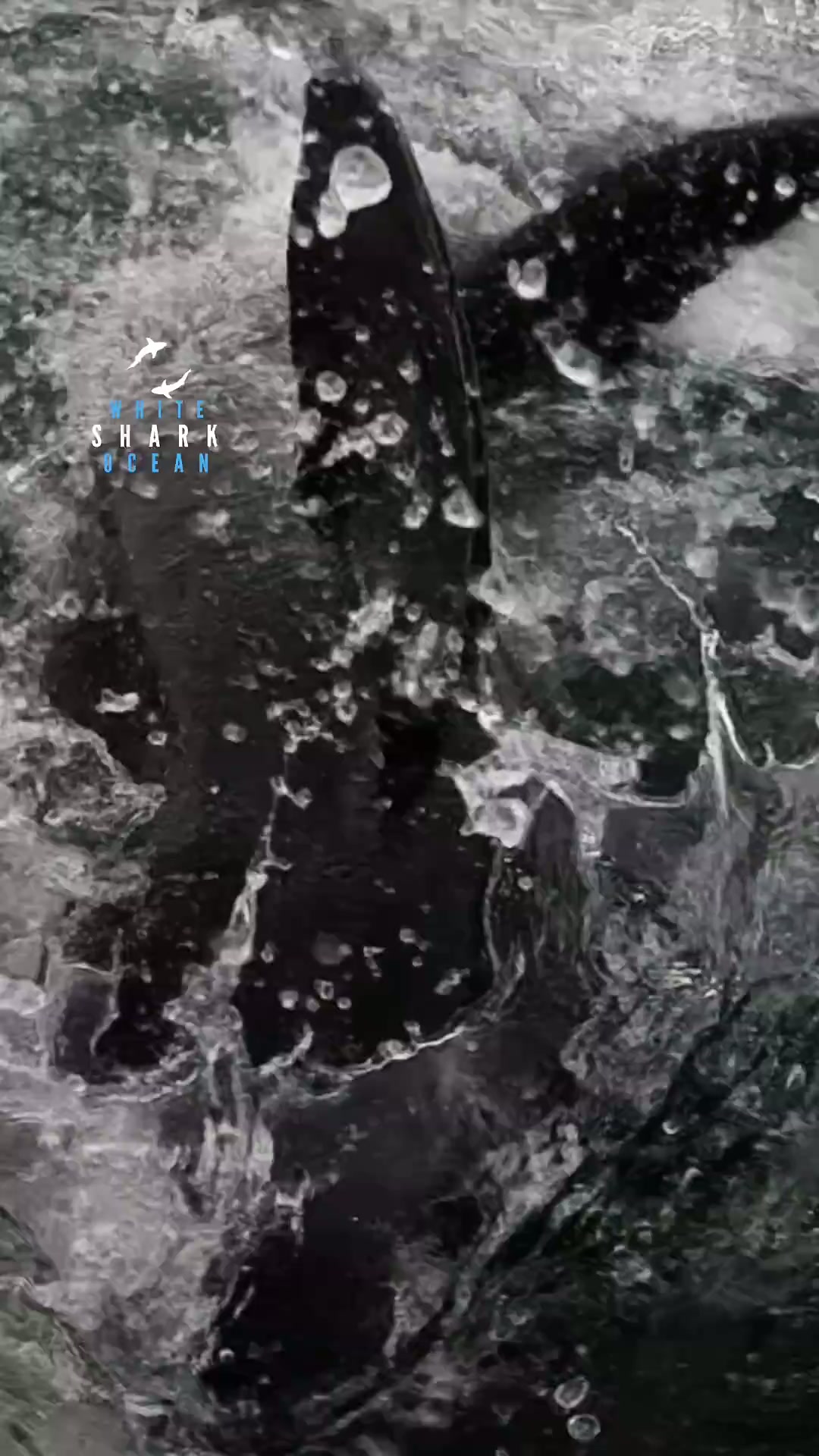 Big Great White Shark Swallows Fish