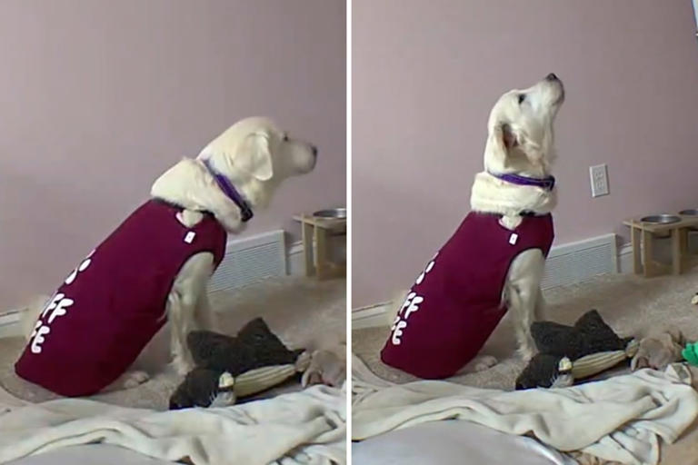 Rescue dog previously punished for barking now finds voice in forever home