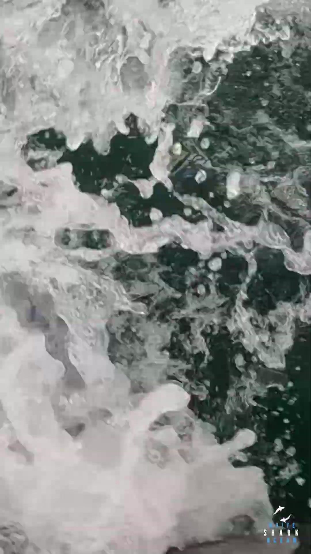 3m great white explodes out of the water