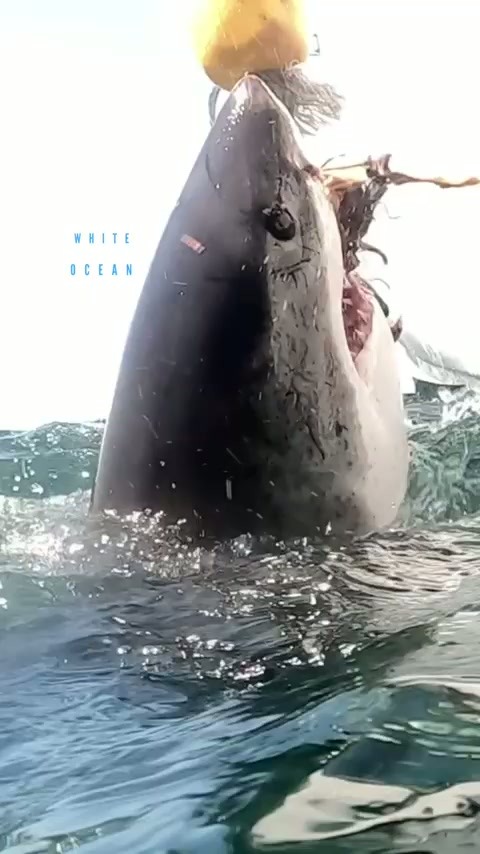 Great White Sharks Teeth Shred The Bait
