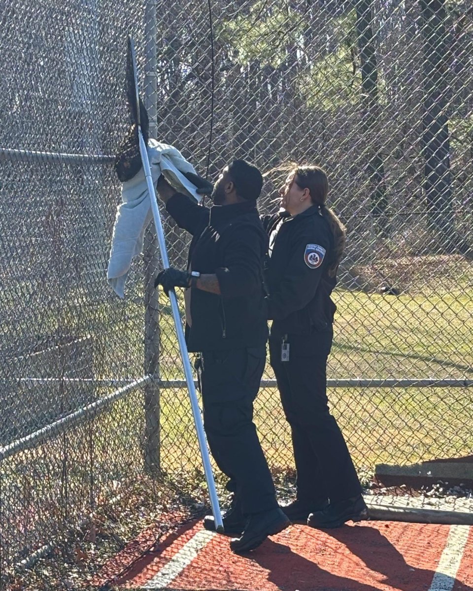Look: Trapped hawk rescued from batting cage in Virginia park
