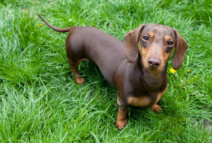 15 adorable dogs with short legs and big hearts