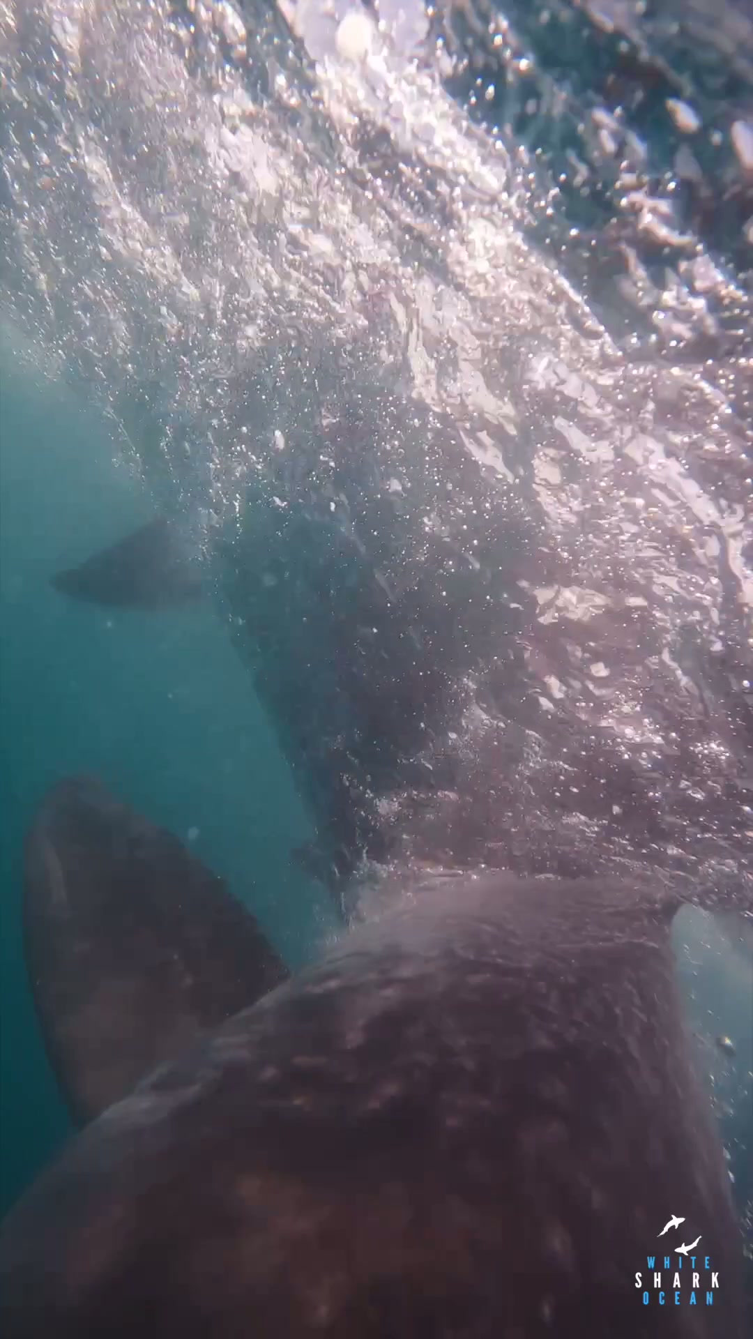 Great white shark disappears underneath the camera