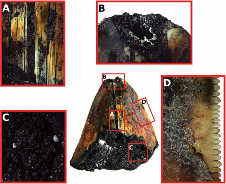 10,000 feet below the ocean, scientists find massive megalodon tooth in ...