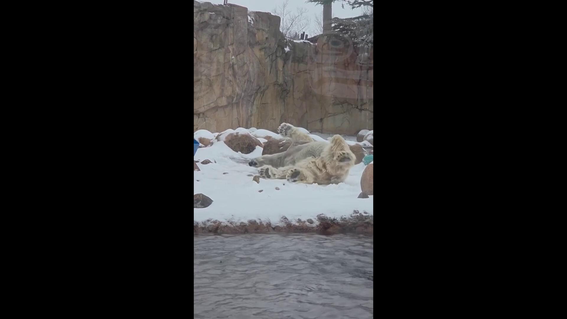 Memphis Zoo polar bear rolls around in snow after storm hits Tennessee