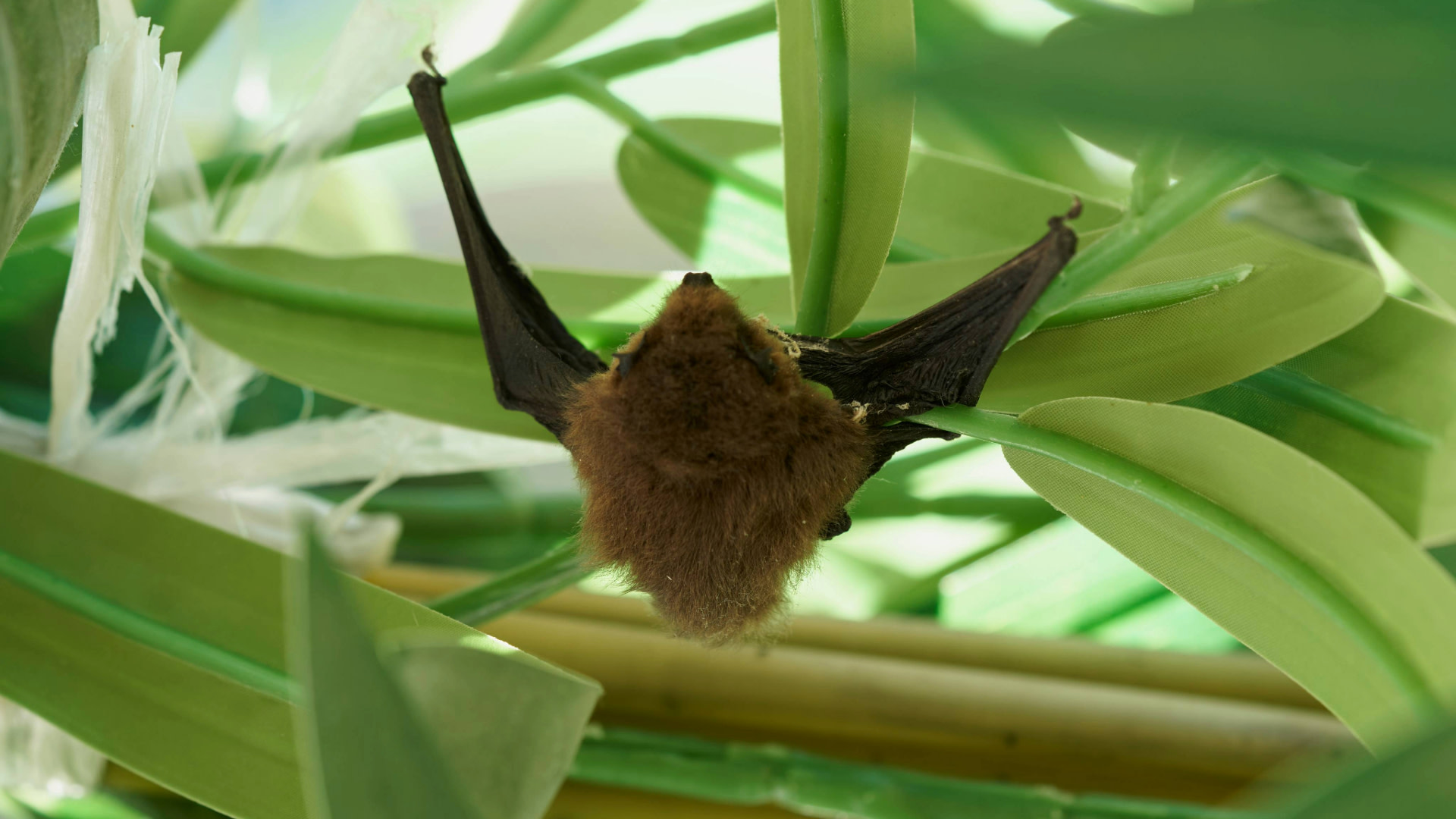 Bat-borne Nipah virus cases detected in India, raising outbreak concerns