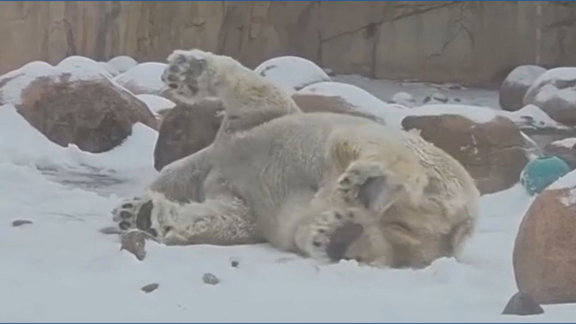 Polar bear rolls around in snow after winter storm