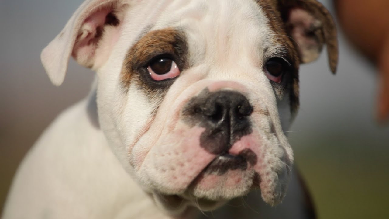 Miniature English bulldog
