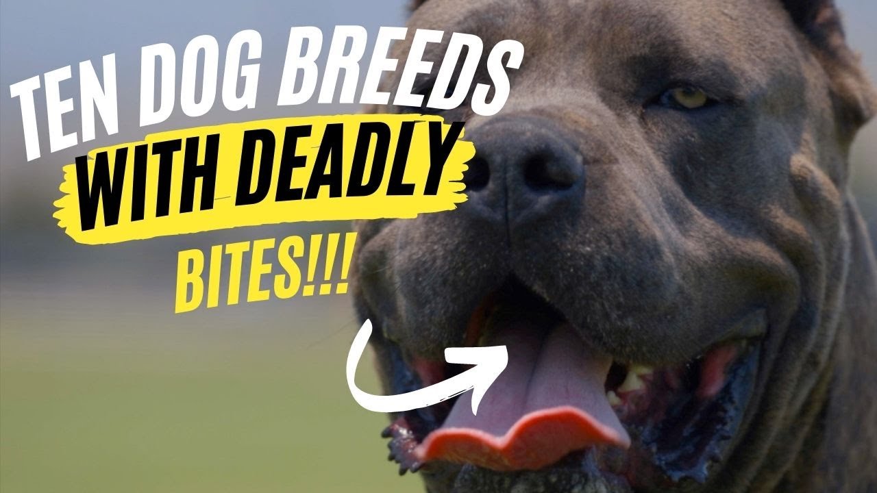 10 dog breeds with deadly bites