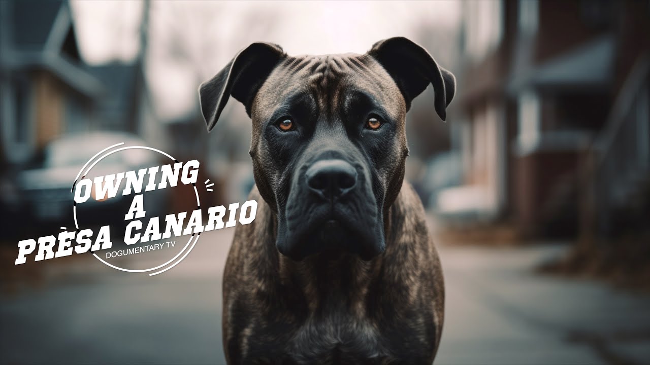 Owning a presa canario