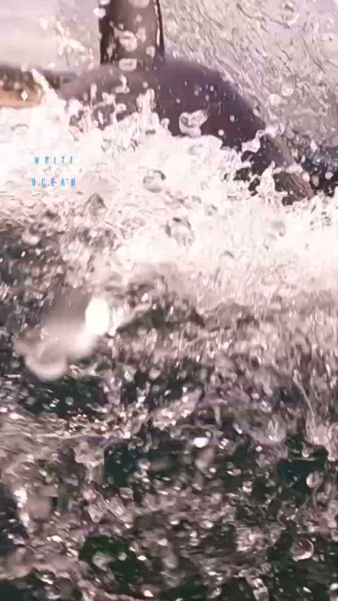 Fast great white comes from below #greatwhite