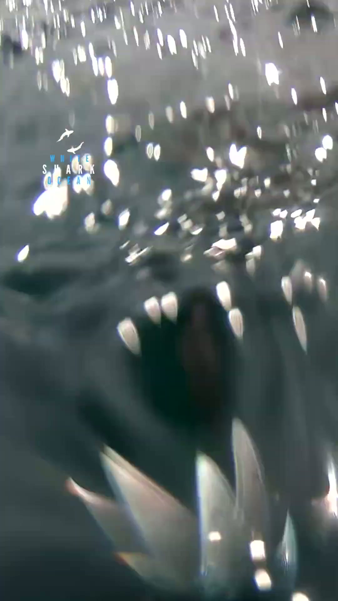 Great White Sharks Head Comes Out Of The Water As She Lunges For The Bait