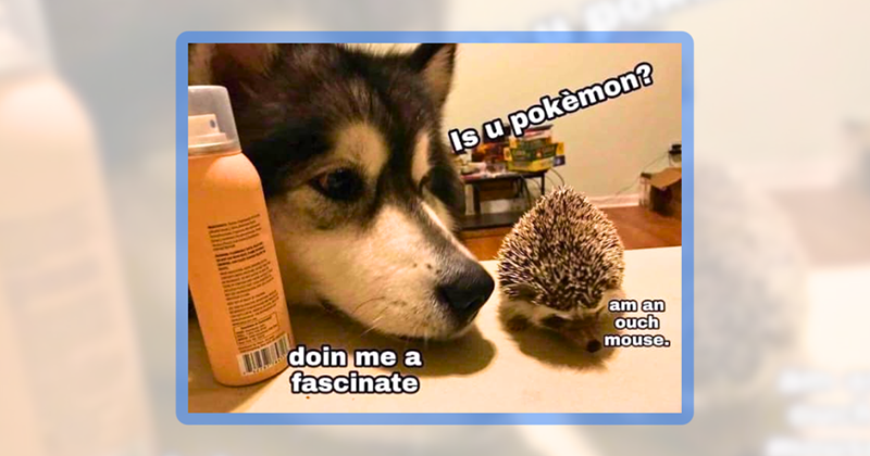 26 doofy dog memes for people who love a little silly with their sweet