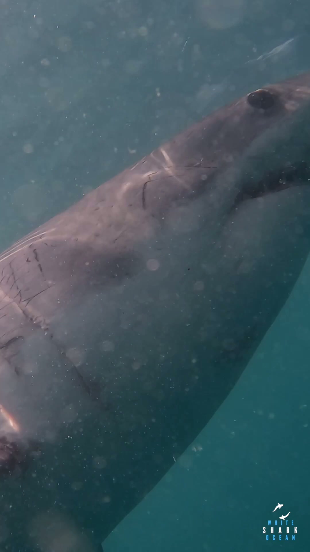 Underneath a great white shark
