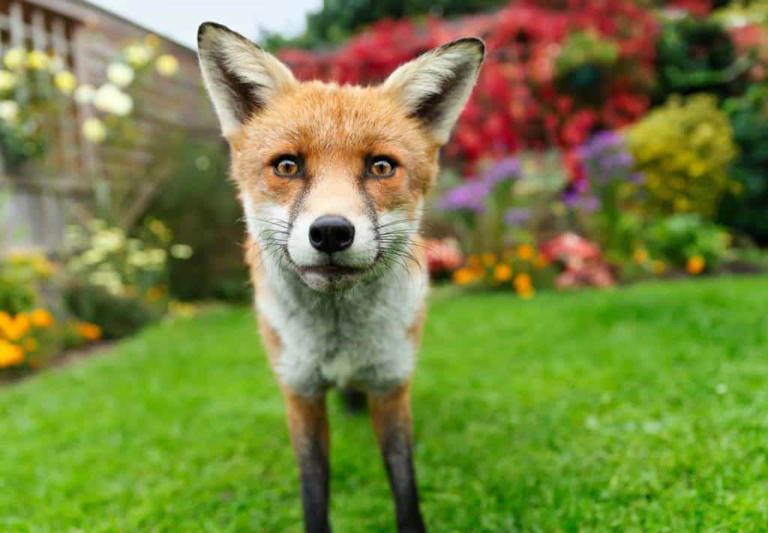 What exotic animals are legal to own in Alabama—and which ones are off ...