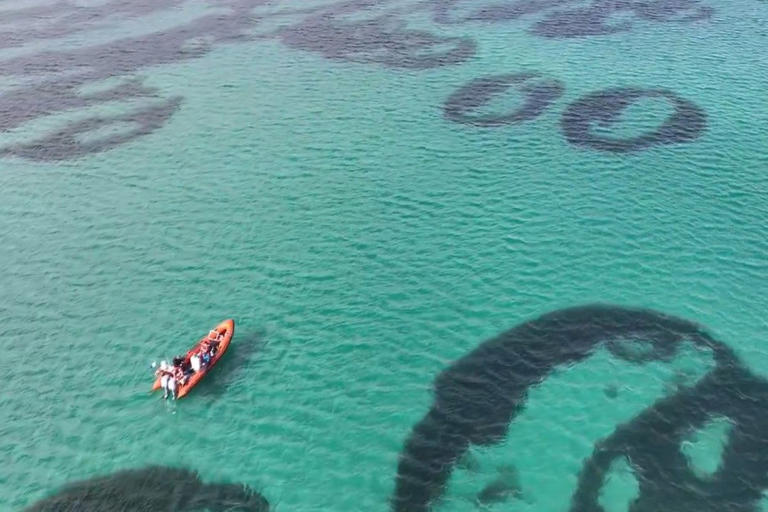 Watch mysterious, rare fairy rings of seagrass, recorded on video for ...