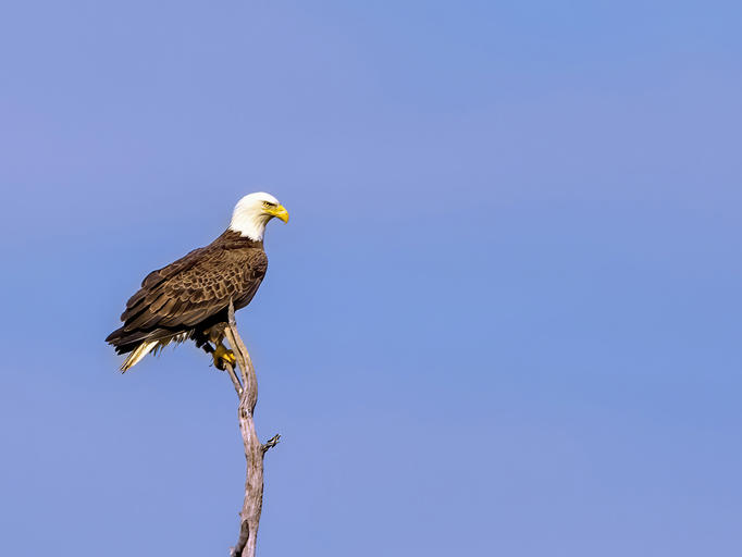 Ohio’s bald eagle numbers soar