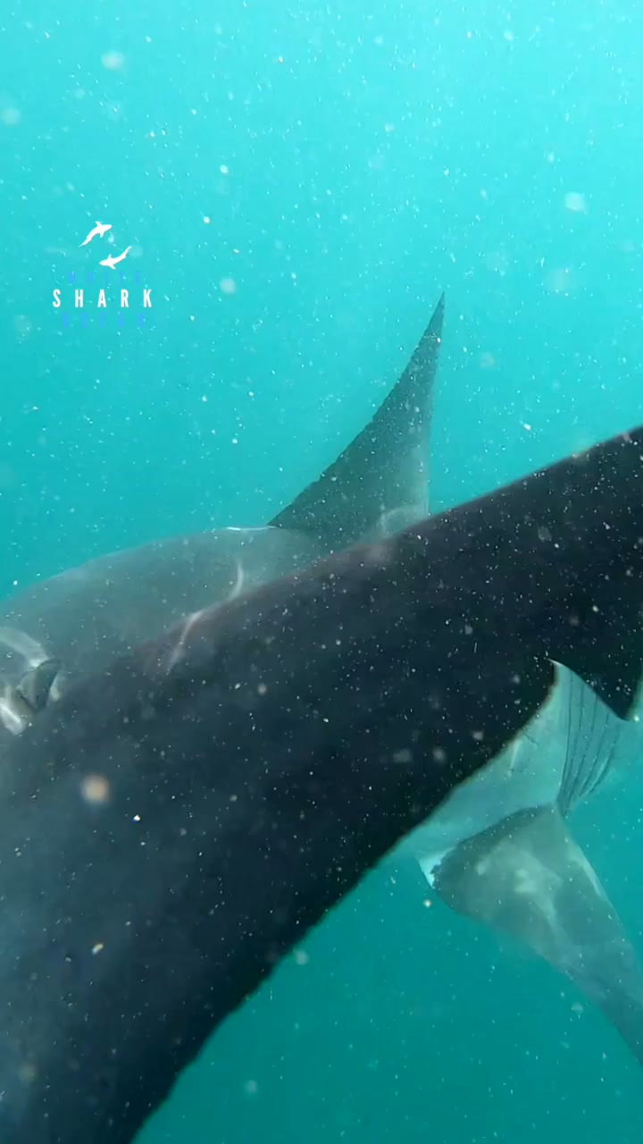 Great white shark with bite mark from another great white #greatwhite