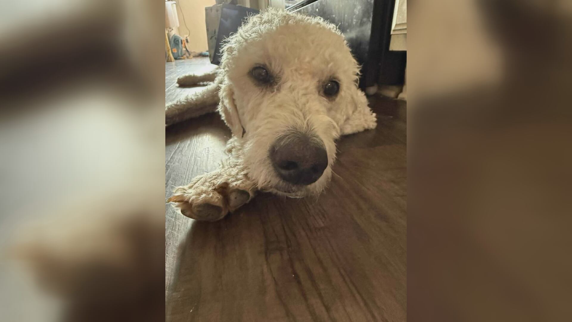 Leigh’s lost and found: A successful lost dog rescue after 45 days!